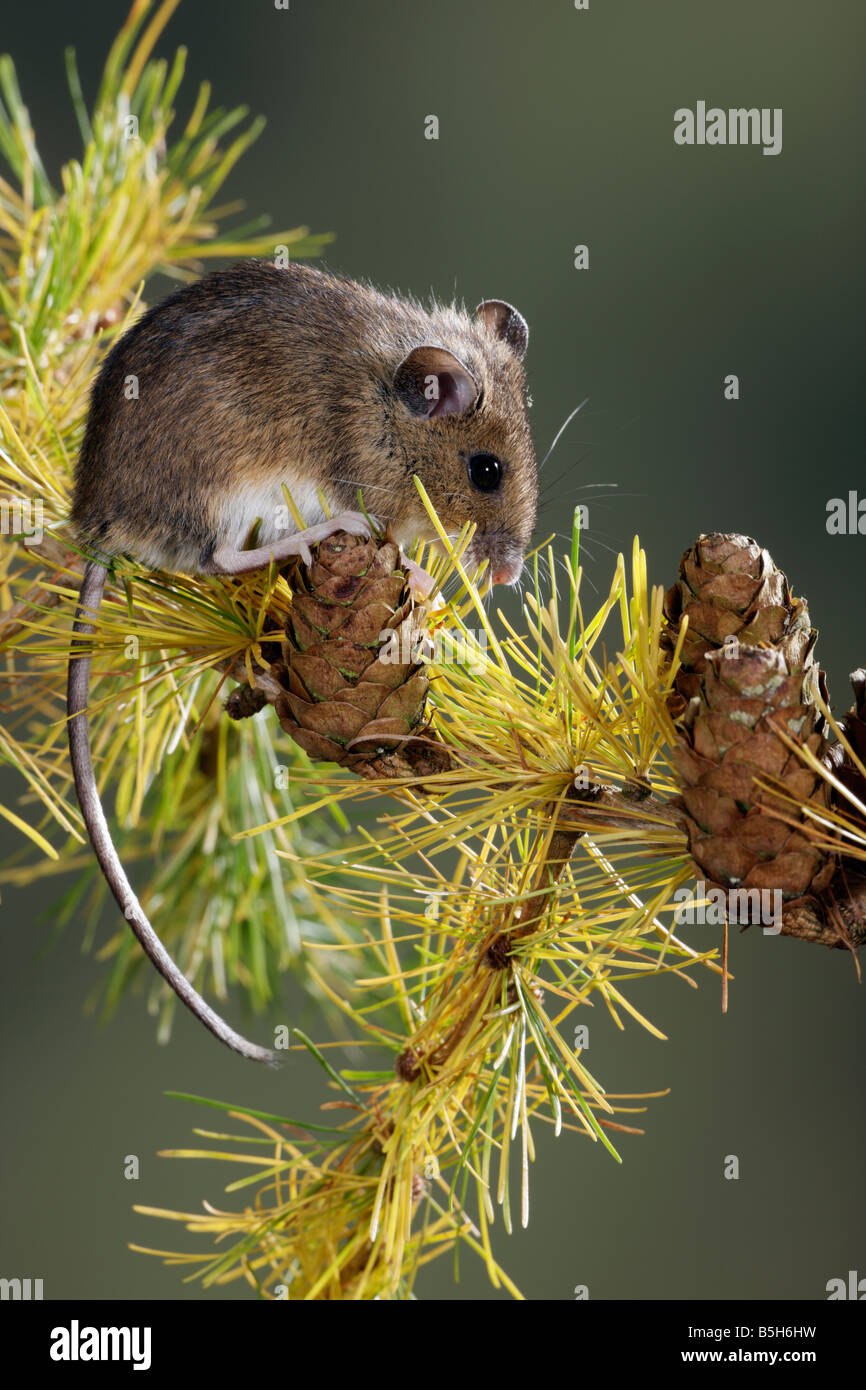 Yellow-necked Mouse Apodemus flavicollis sitting on larch branch Potton ...