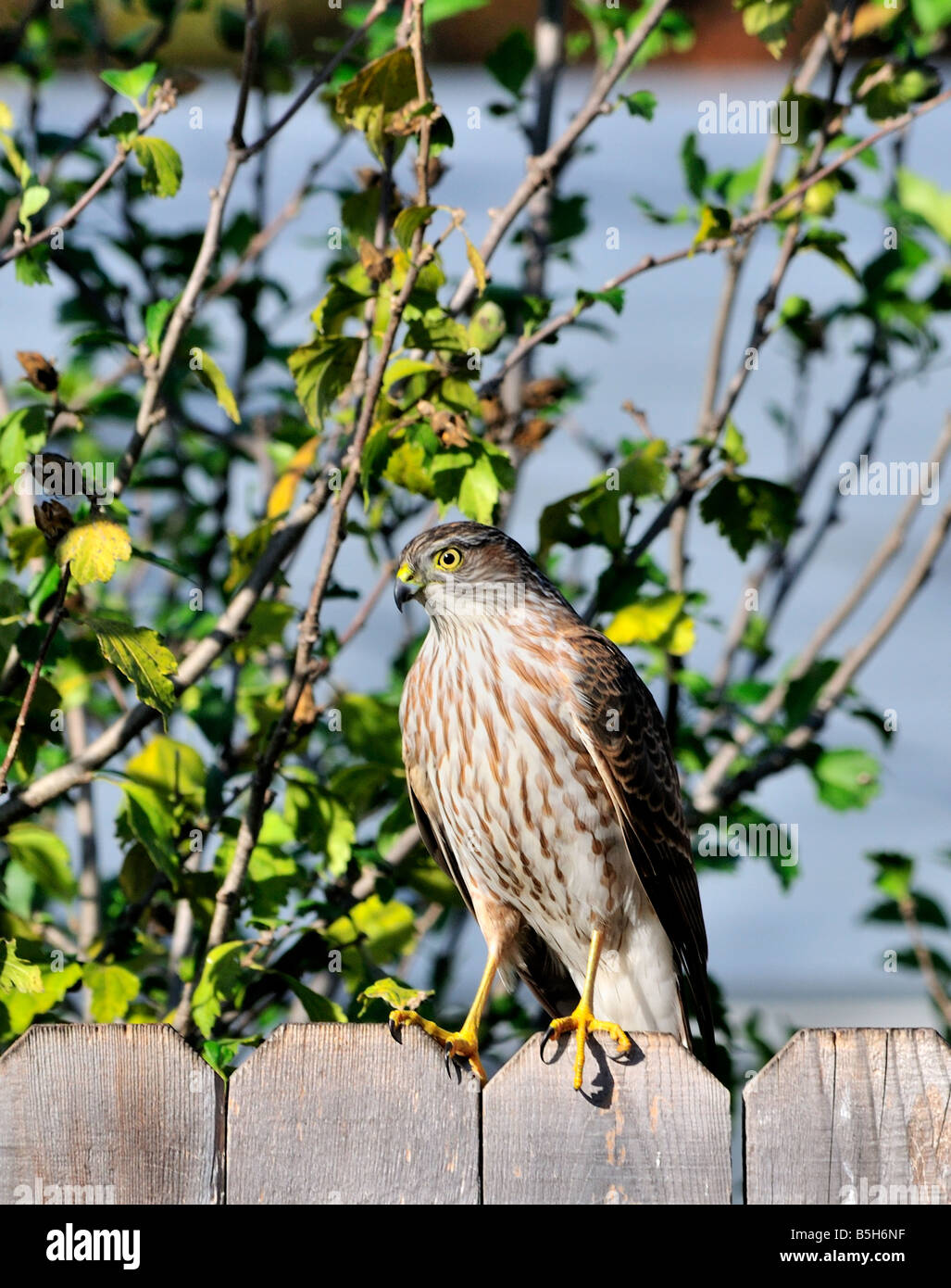 Juvenile sharp shinned hawk hi-res stock photography and images - Alamy