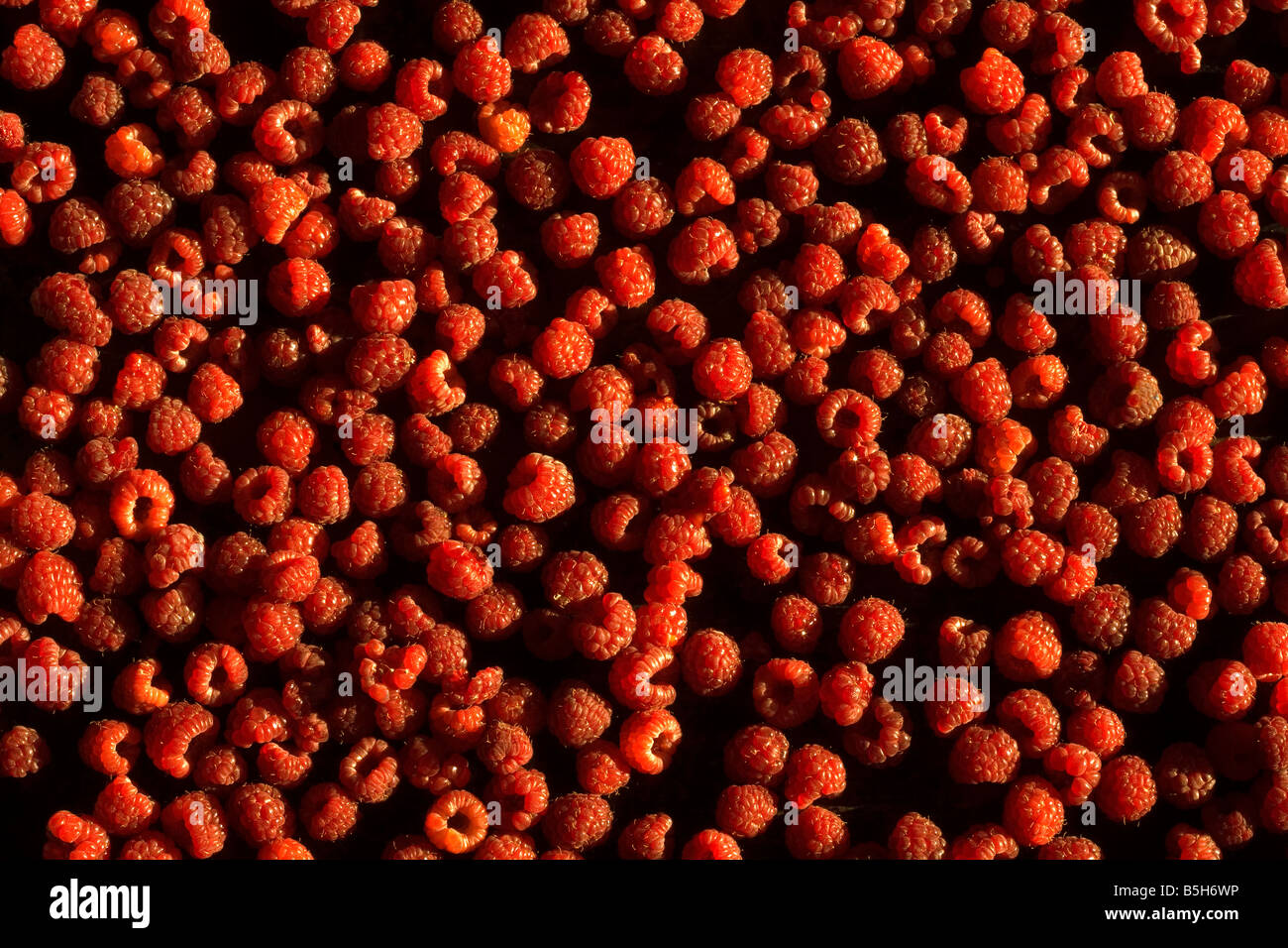 Raspberries, grouping, agriculture, hand-picked, forage, red berry ...