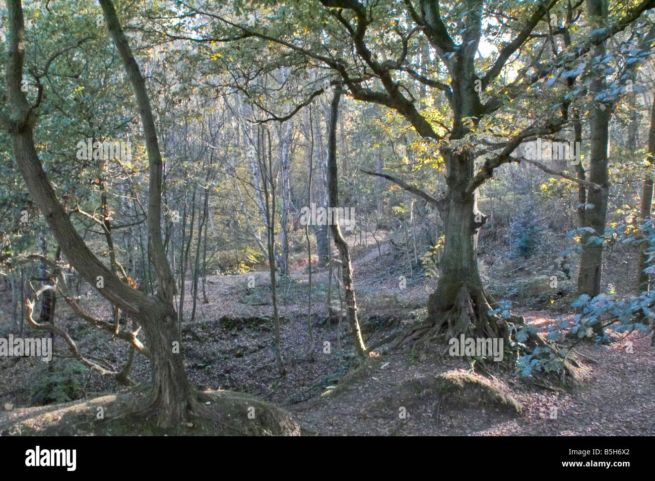 Mousehold High Resolution Stock Photography and Images - Alamy