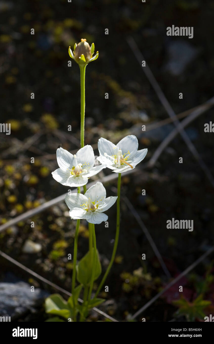 Parnussis hi-res stock photography and images - Alamy