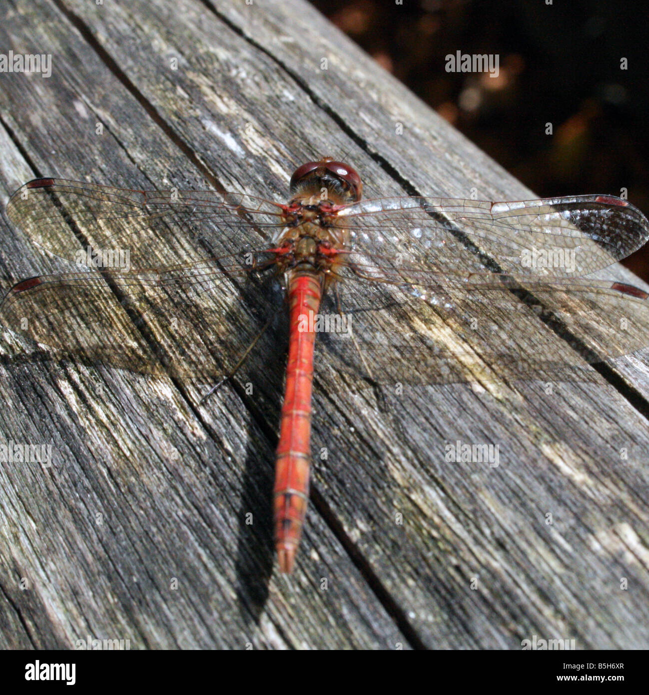 English dragon hi-res stock photography and images - Alamy