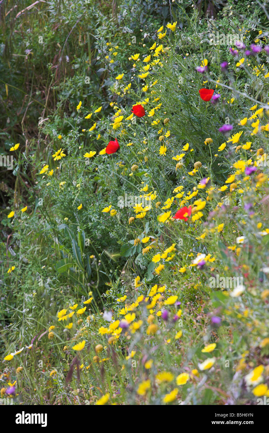Yellow wild greek flowers hi-res stock photography and images - Alamy