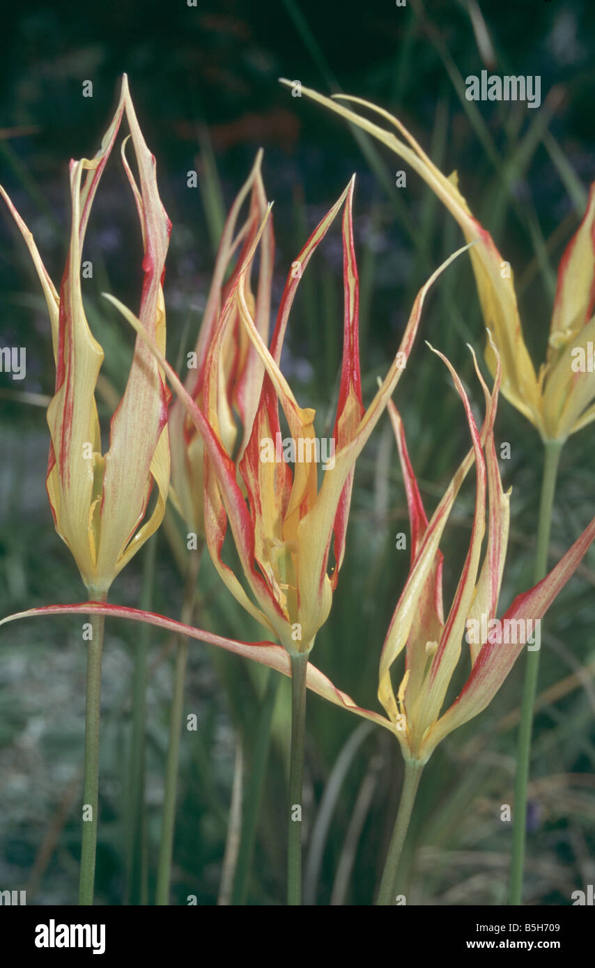 Acuminata tulipa hi-res stock photography and images - Alamy