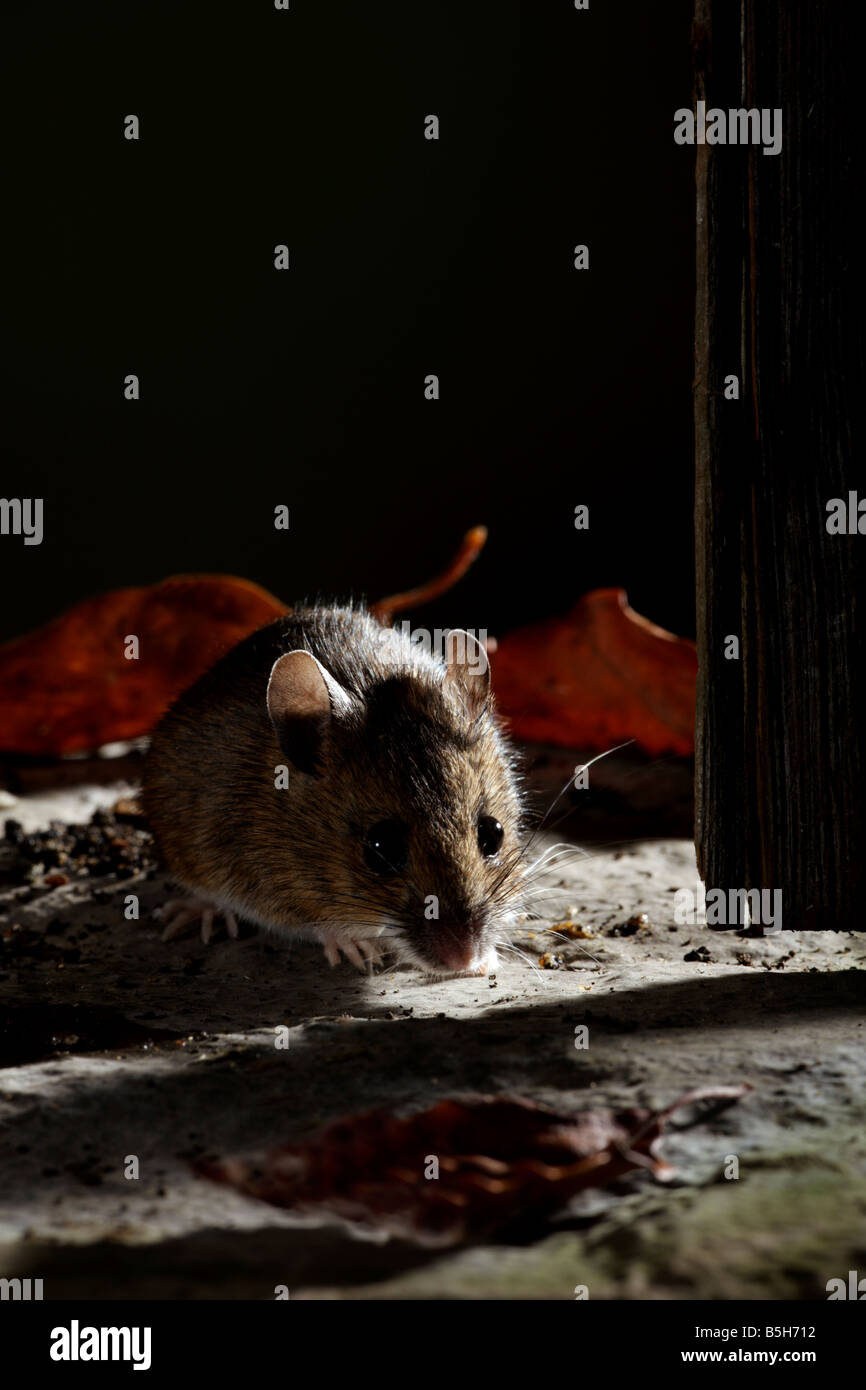 Yellow-necked Mouse Apodemus flavicollis sitting outside old shed door ...