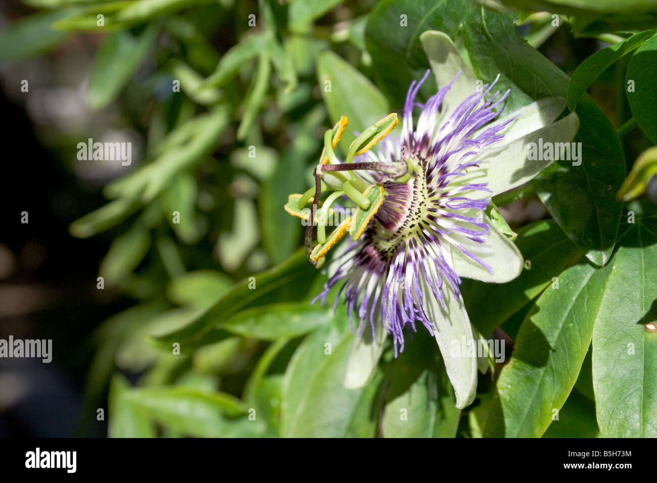 Passionflower leaves hi-res stock photography and images - Alamy