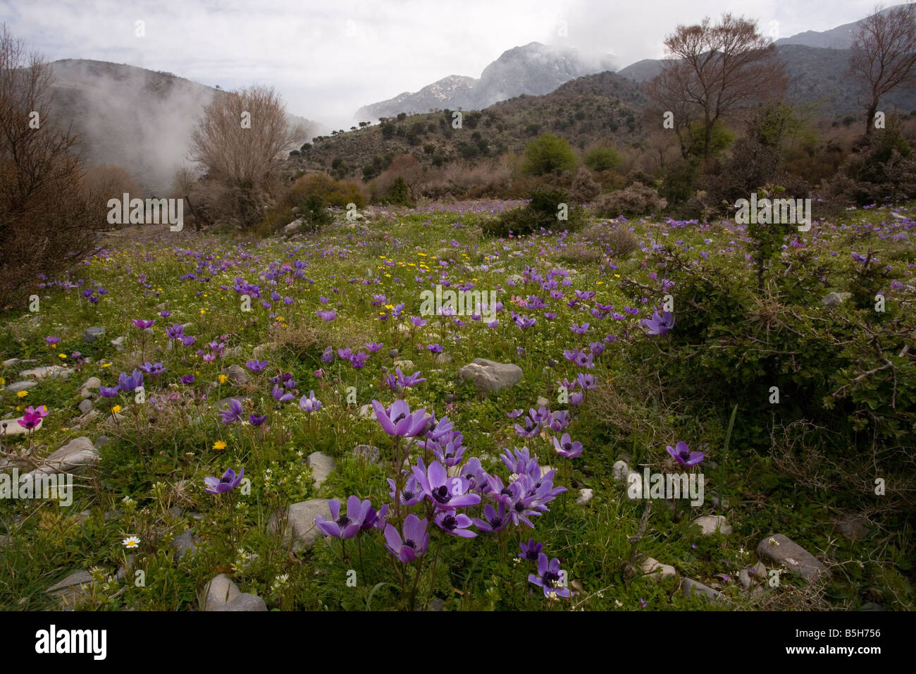 Crown anemones anemone coronaria on hi-res stock photography and images ...