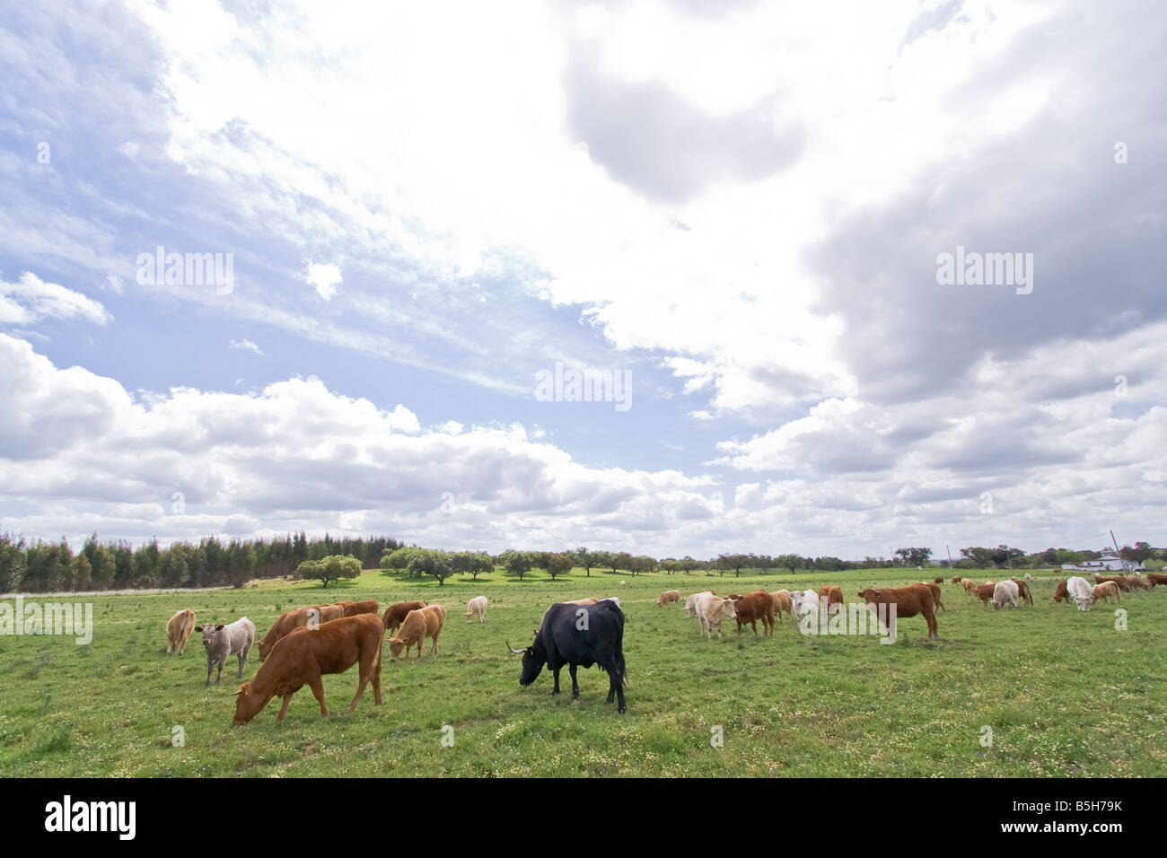 Typical cows of the Alentejo Region and a Wild Bull (black one) used in ...