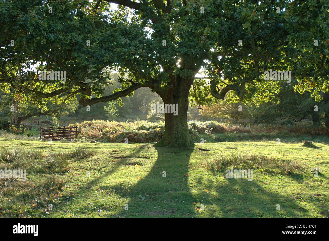 British oak tree hi-res stock photography and images - Alamy