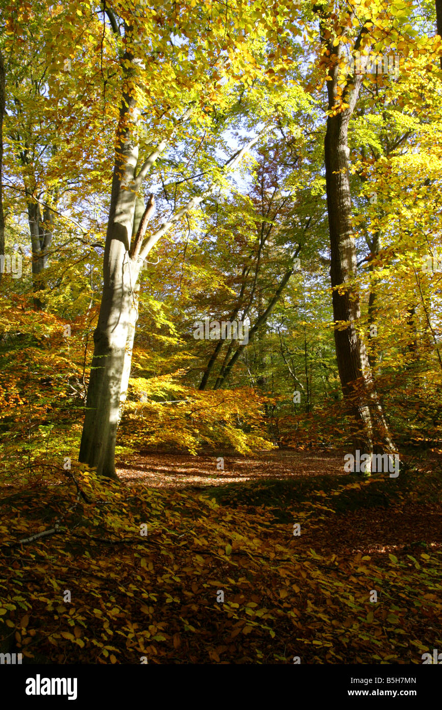 Burnham Beeches High Resolution Stock Photography and Images - Alamy