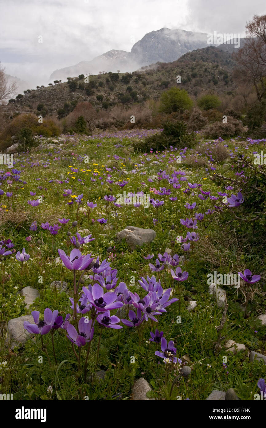 Crown Anemones Anemone coronaria on the Omalos Plateau White Mountains ...