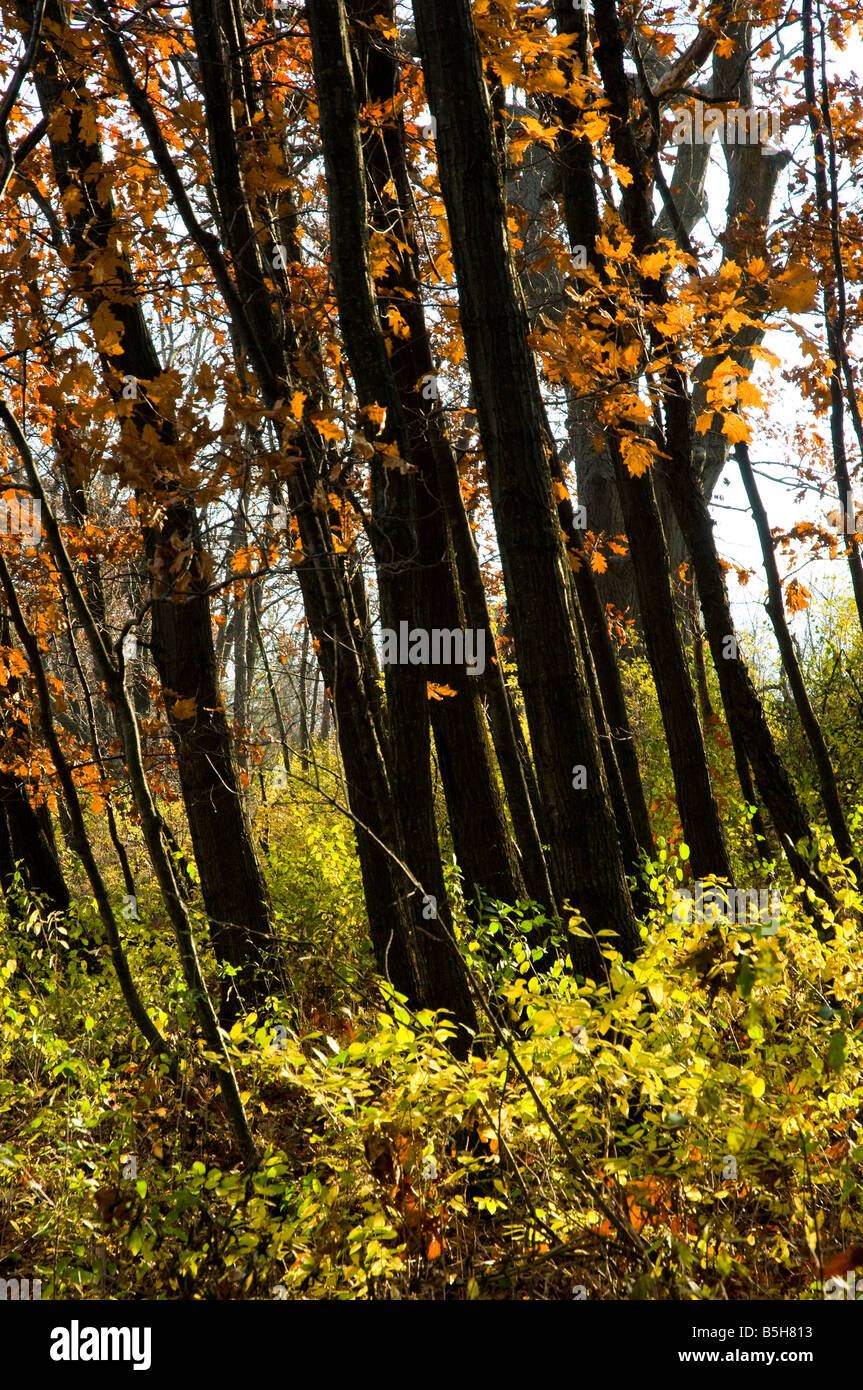 Hillside autumn oak trees Stock Photo - Alamy