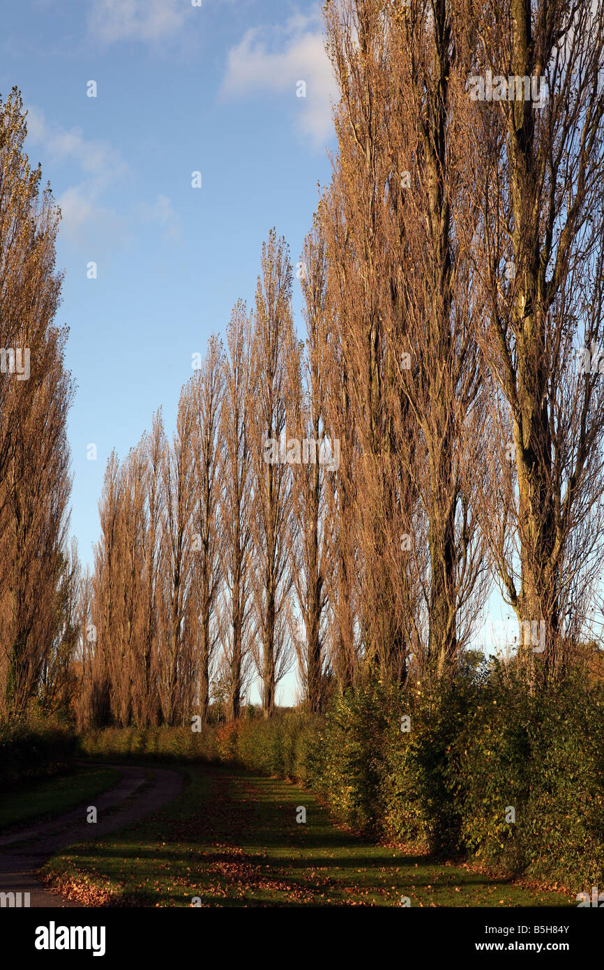 Poplar Tree Avenue Scunthorpe at Stanley Abbott blog