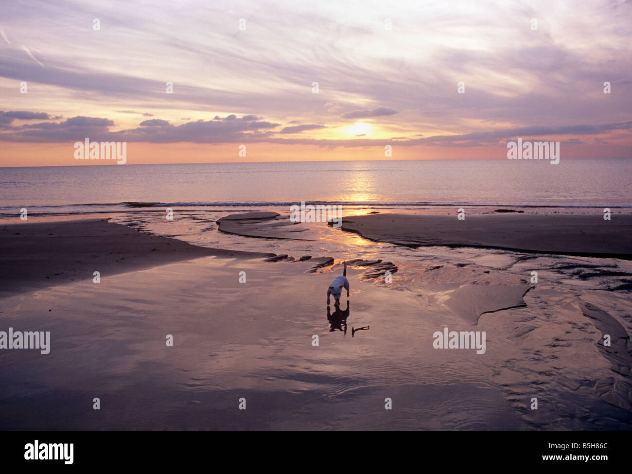 Sea shore with small dog, Isle of Wight Stock Photo - Alamy