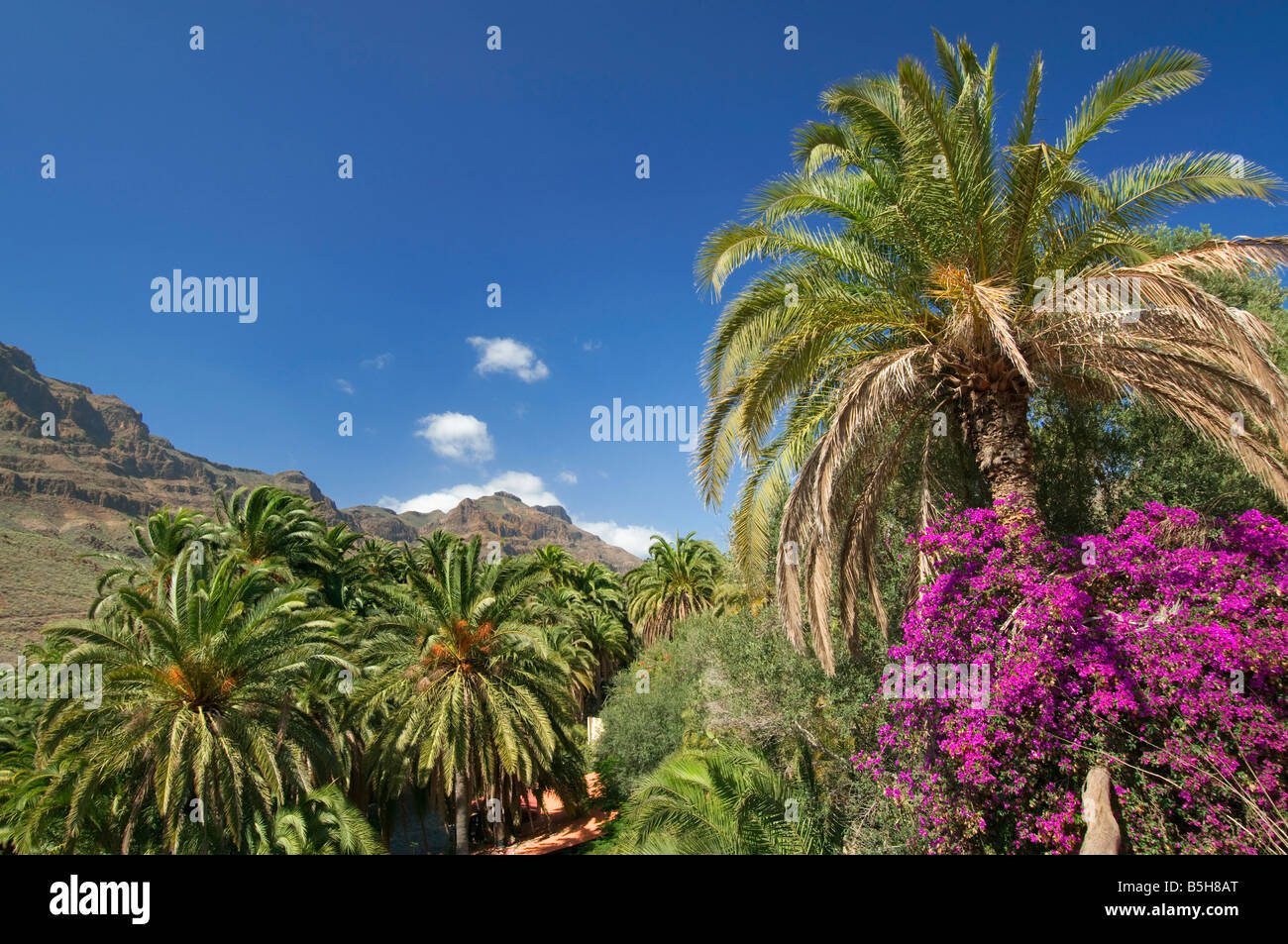 A lush oasis of palm trees and Bougainvillea with mountains of central ...