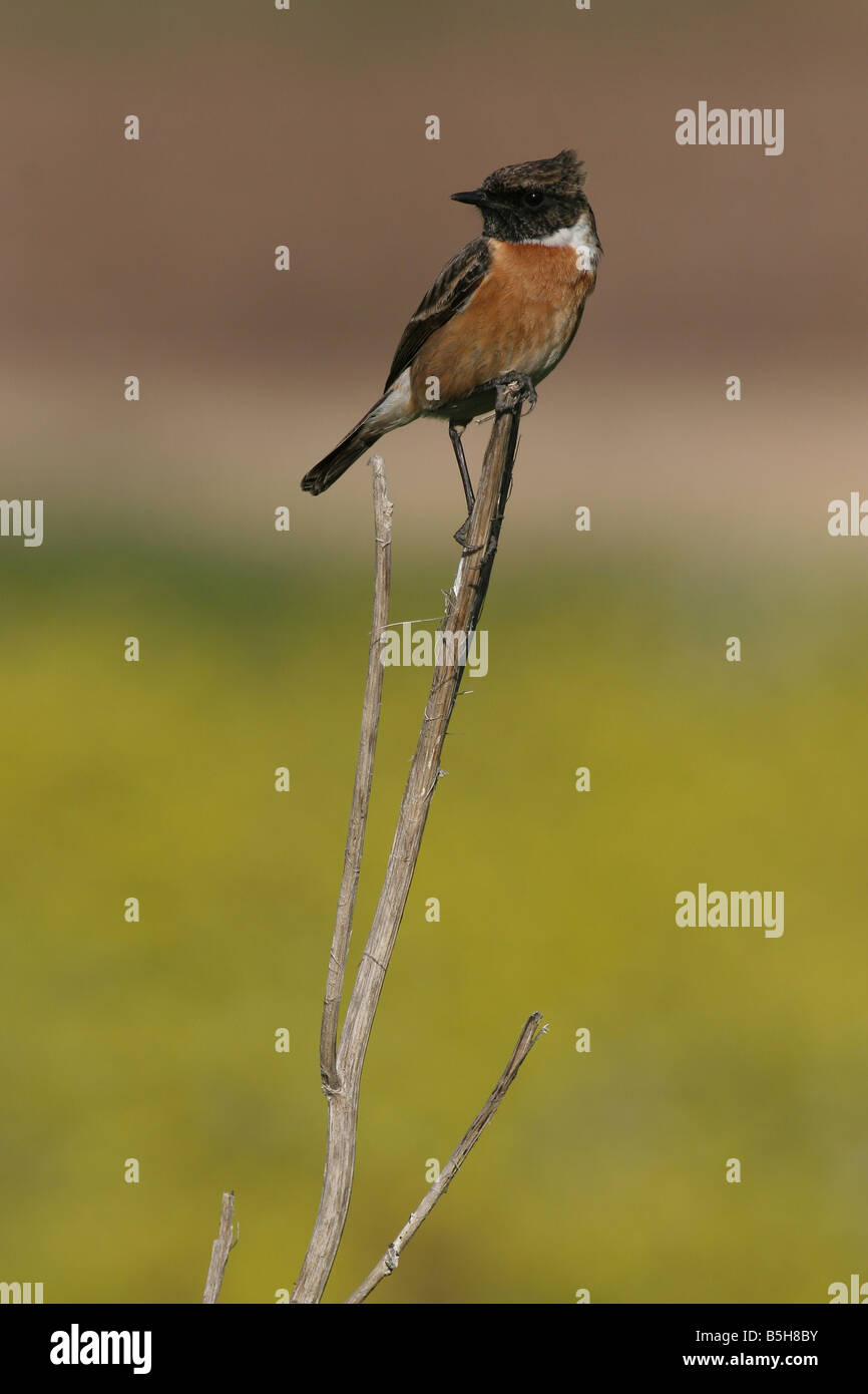 Stonechat Winter High Resolution Stock Photography and Images - Alamy