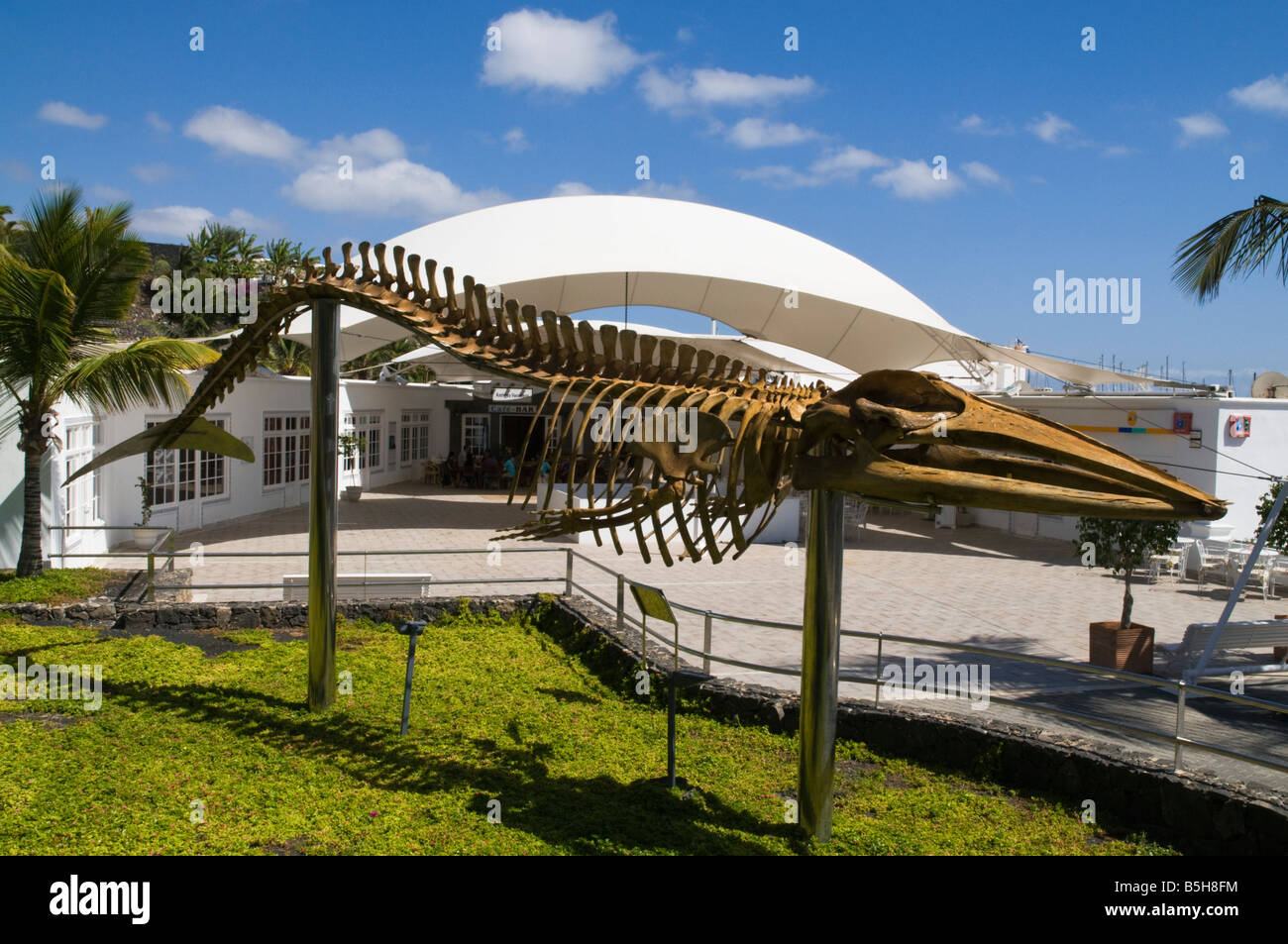 dh Museum PUERTO CALERO LANZAROTE Whale skeleton outside Whale and ...