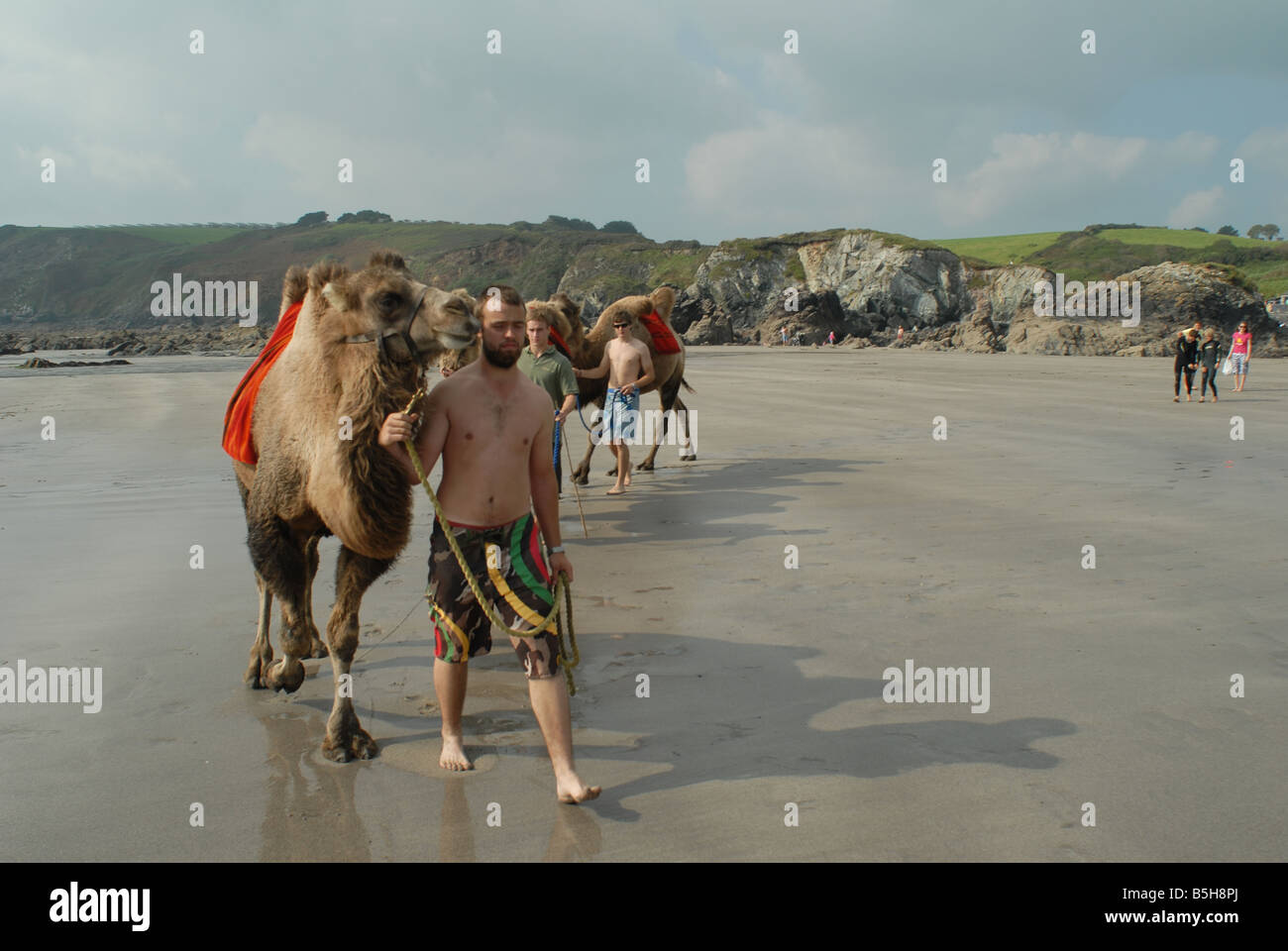 Three Camels walking on a Cornish beach Stock Photo - Alamy