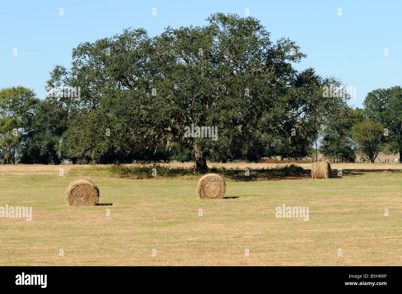 Bails of hay with a large oak tree in a rural field Stock Photo - Alamy