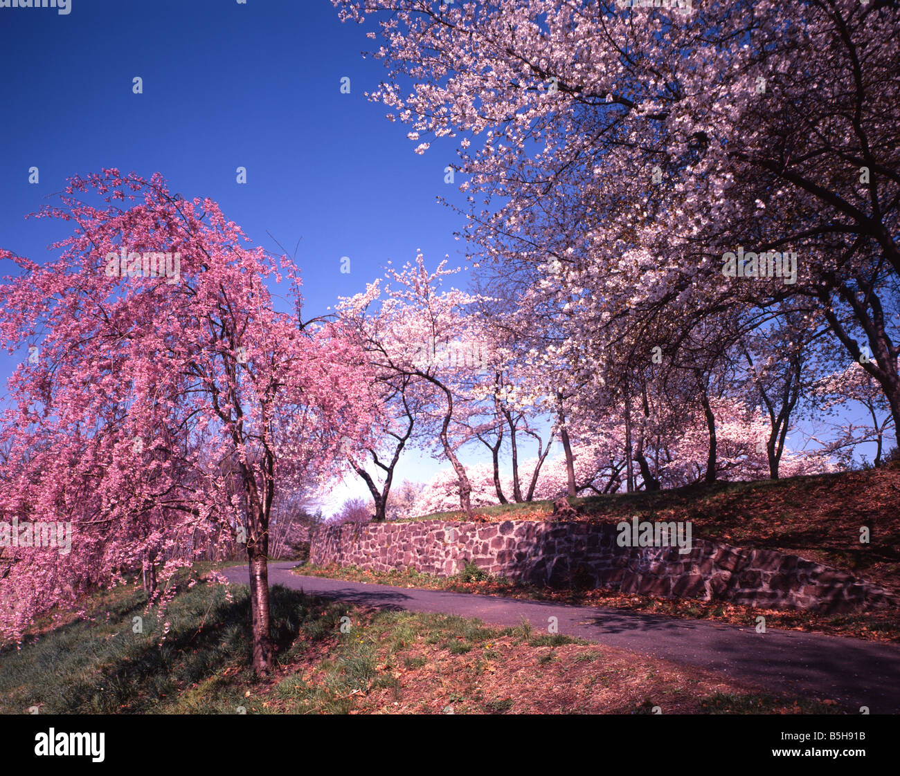 Blossoming Trees in Springtime Stock Photo - Alamy