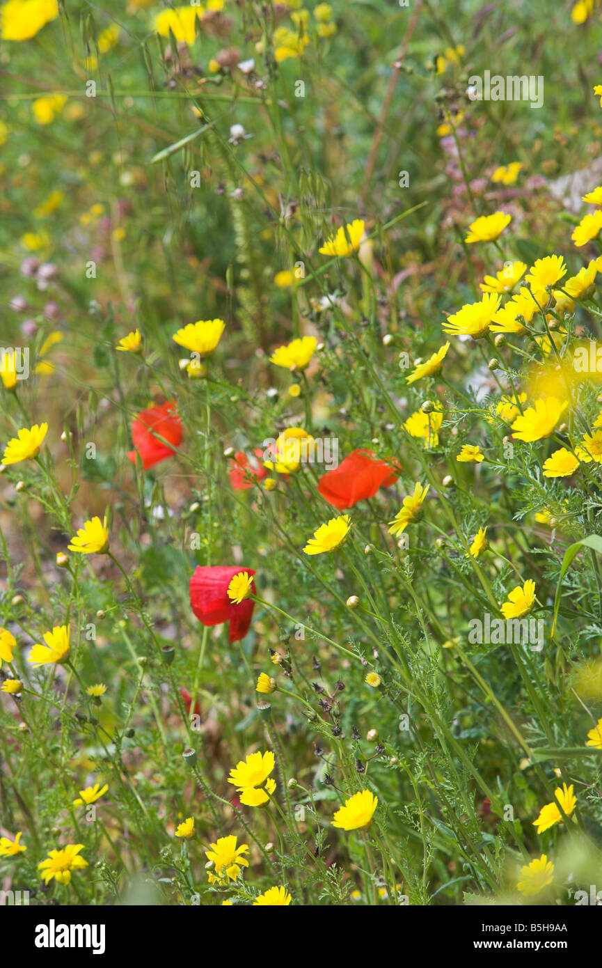Corfu flowers mountain hi-res stock photography and images - Alamy