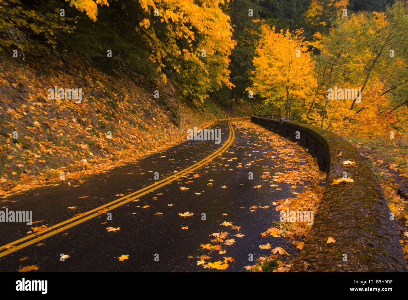 fall, leaves, road, highway, scenic, yellow, bend, curve, OR, Oregon ...