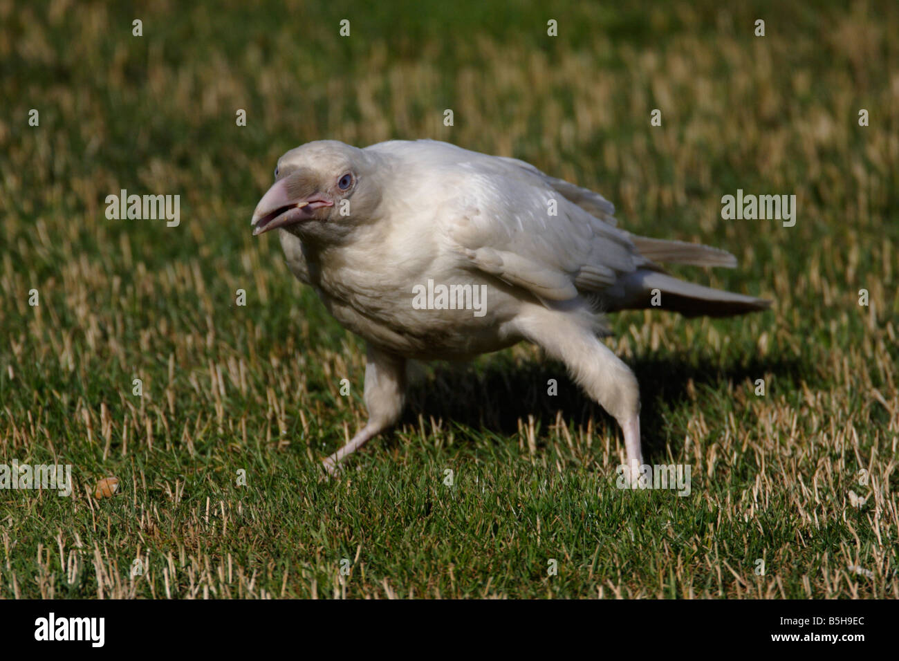 Raven corvus corax tower london hi-res stock photography and images - Alamy
