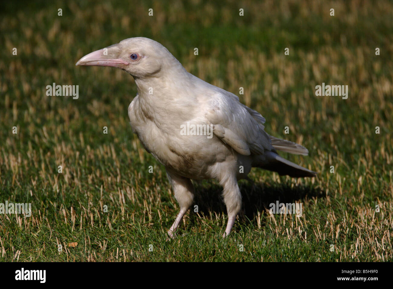 Common Raven Corvus corax (white feathers) on a grass field feeding at ...