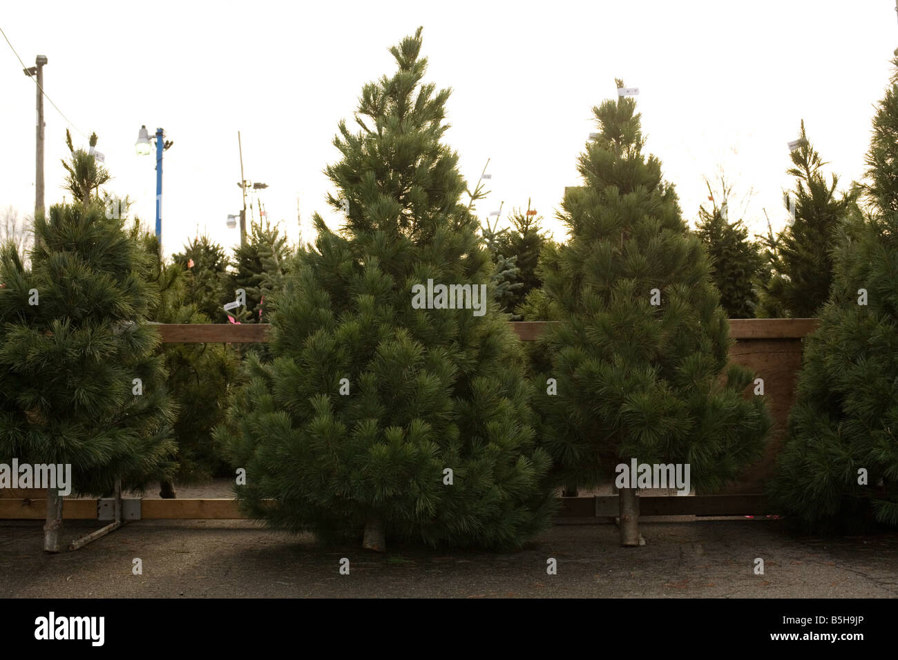 Christmas trees in lot for sale Stock Photo - Alamy