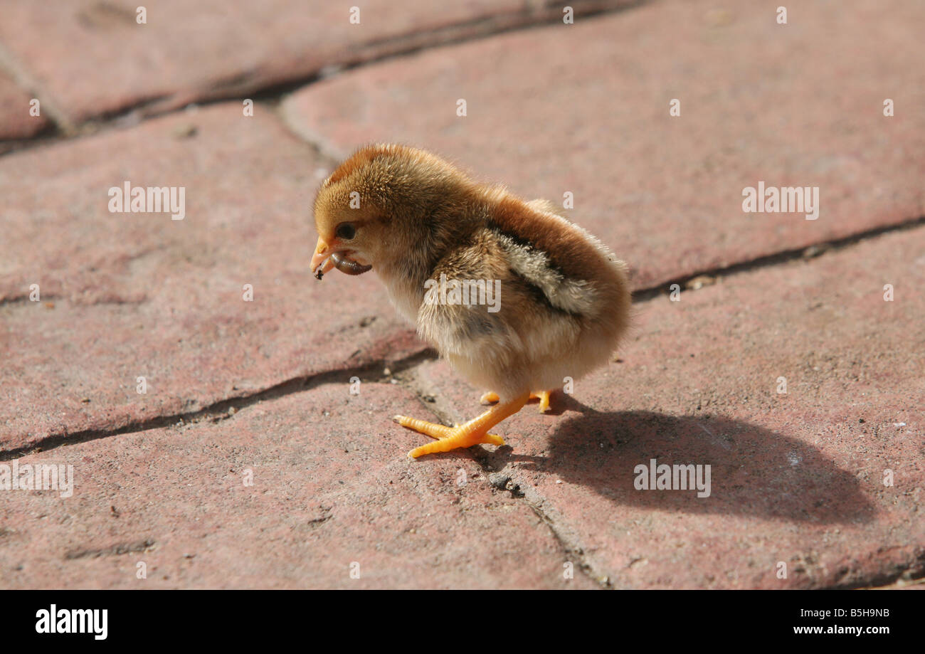 A spring chick eating a worm Stock Photo - Alamy