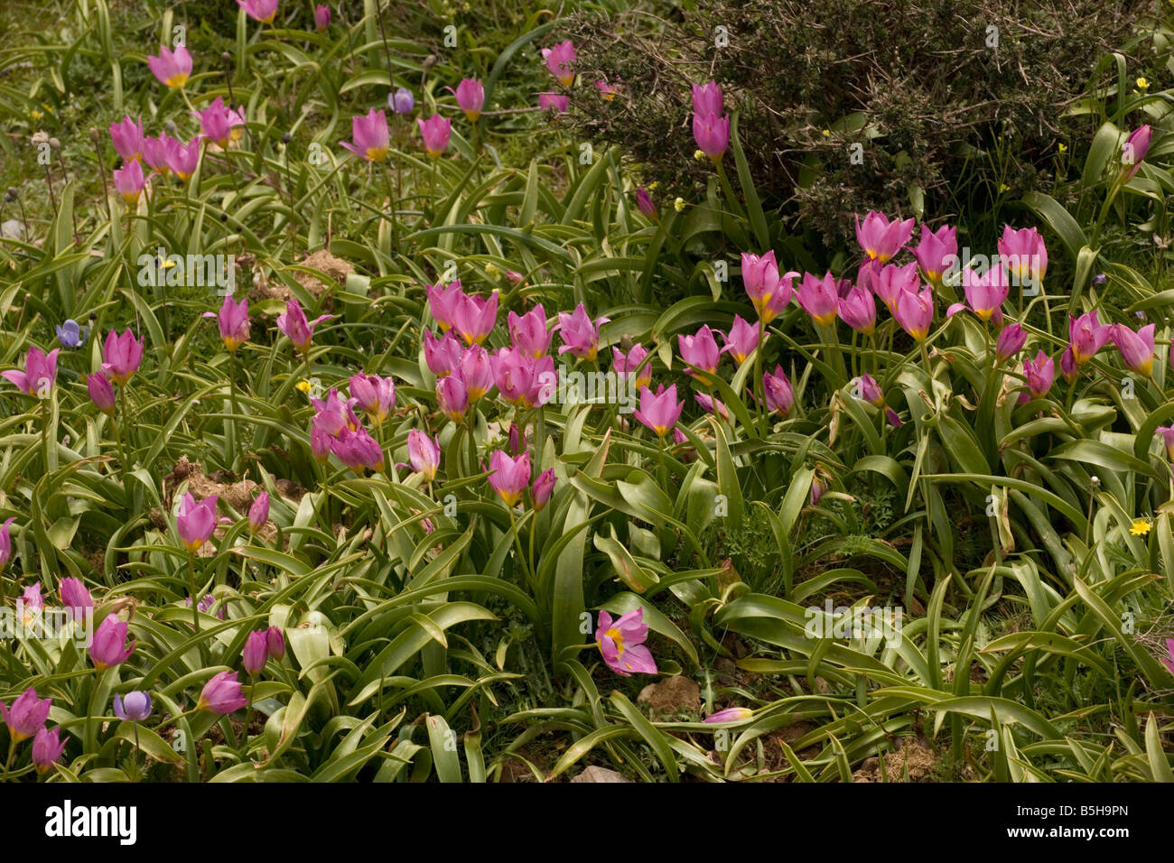 Tulipa saxatilis hi-res stock photography and images - Alamy