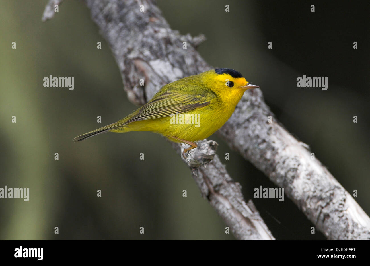 Wilson's Warbler Wilsonia pusilla male perched on branch at Botanical ...