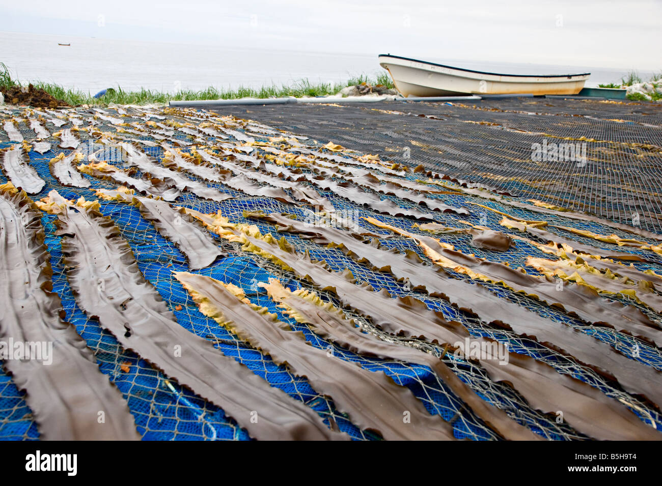 Kelp drying, Cape Soya, Hokkaido, Japan, Asia Stock Photo - Alamy