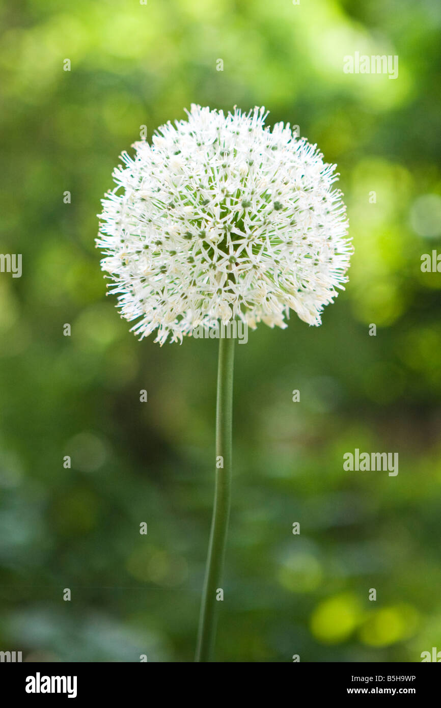 A photograph of a single white flower Stock Photo - Alamy
