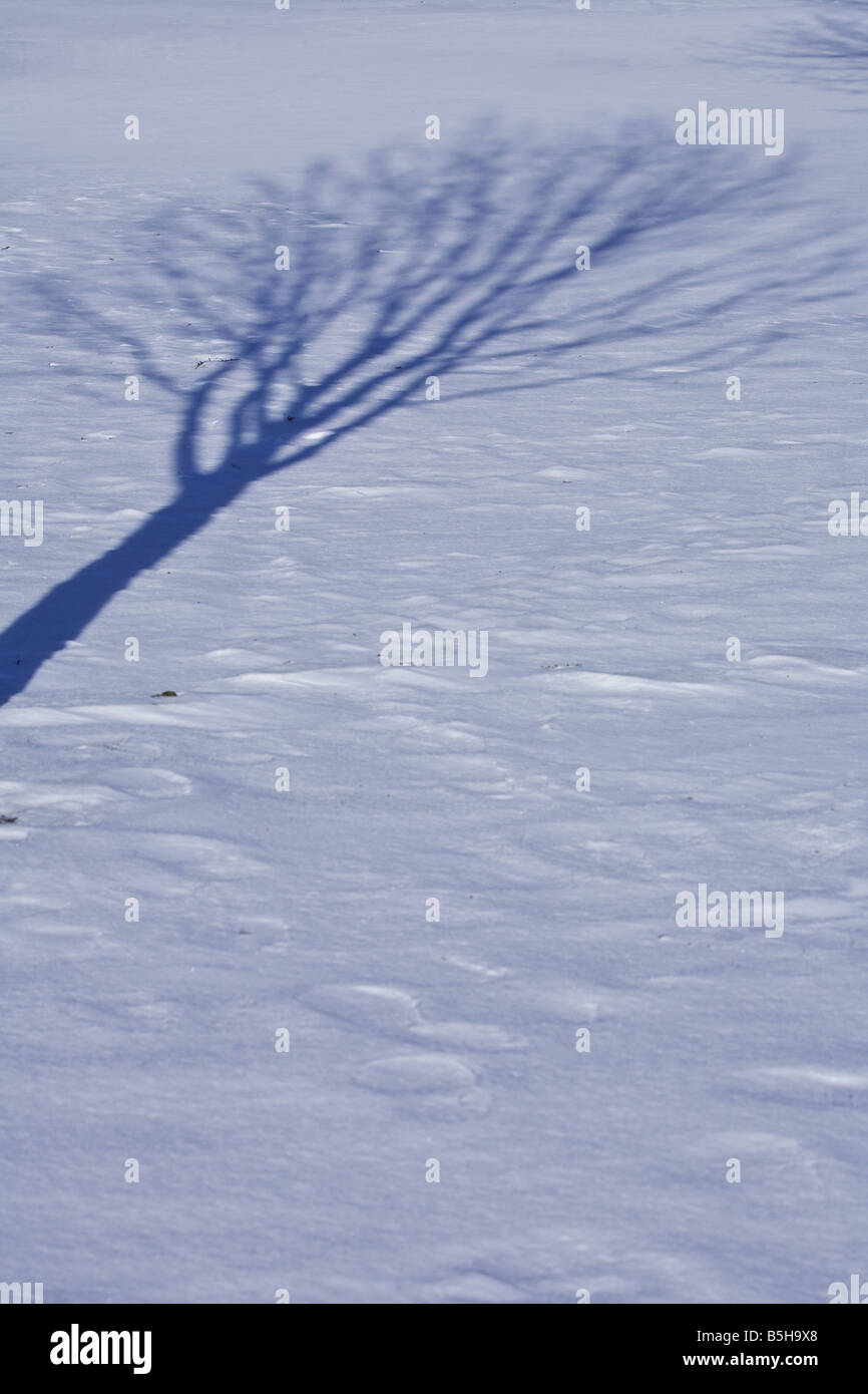 Long shadows of trees stretch across untouched winter snow Stock Photo ...