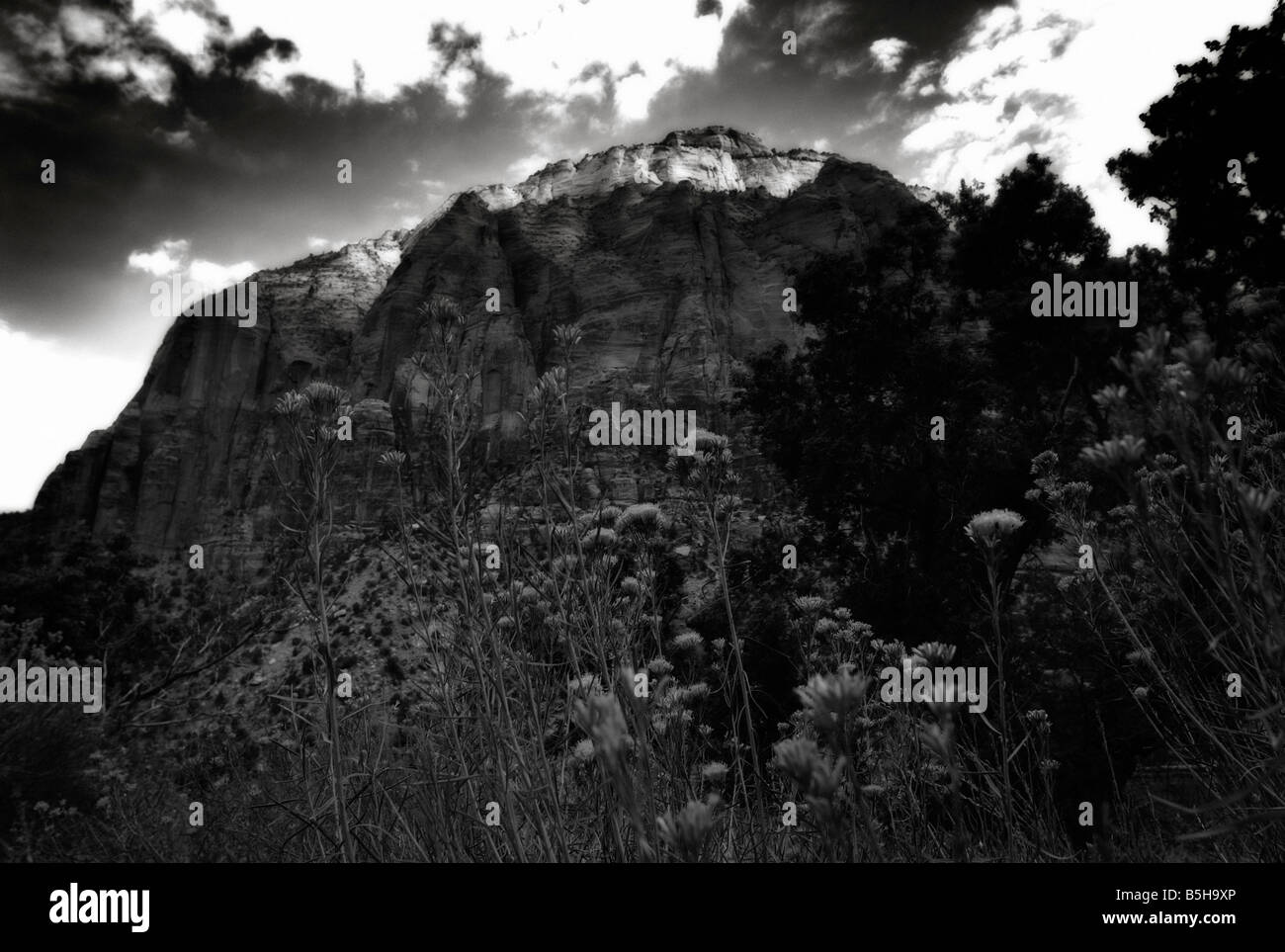 Zion National Park. Near Springdale. Utah. USA Stock Photo - Alamy
