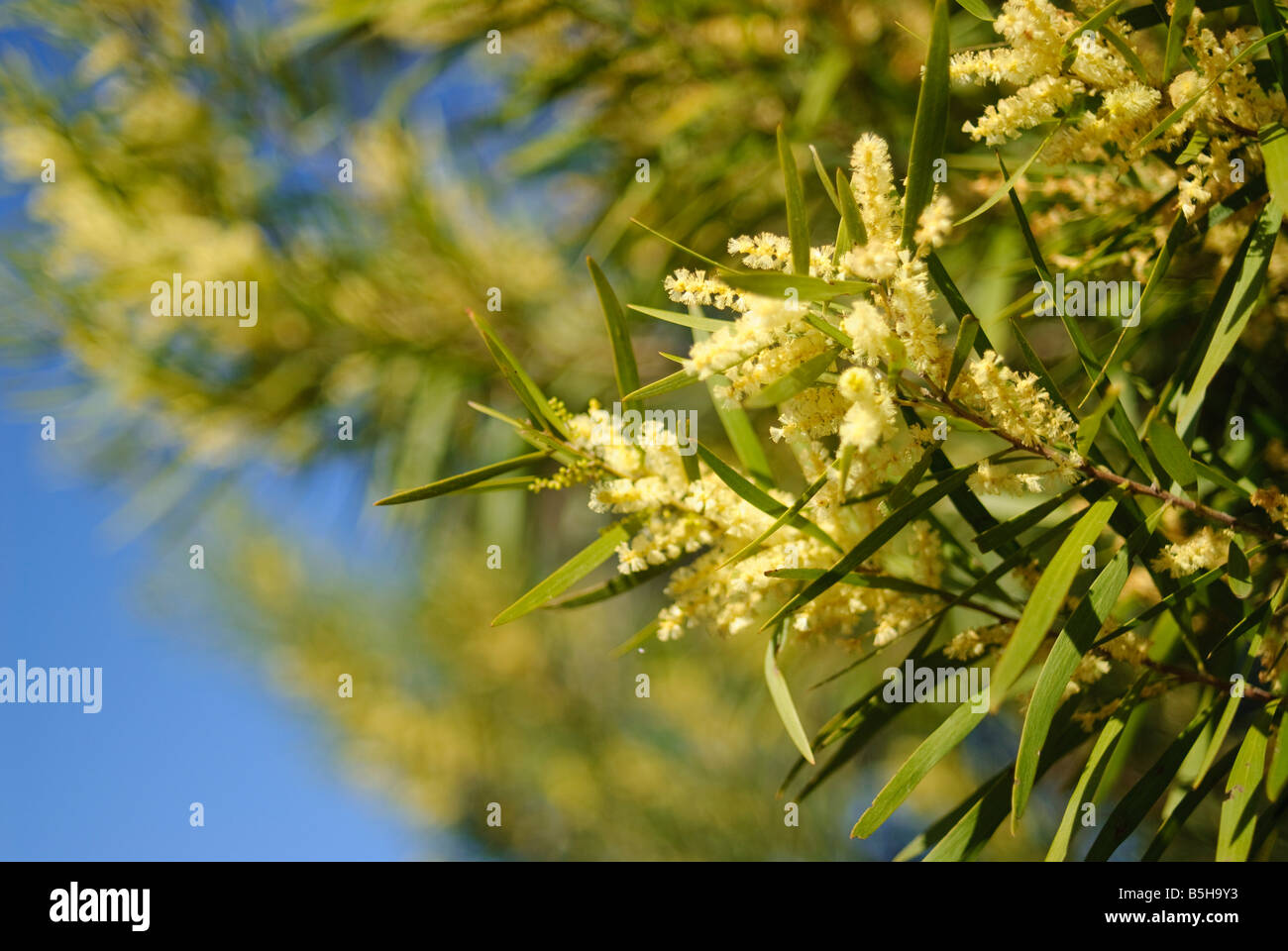 Wattle tree south australia hi-res stock photography and images - Alamy