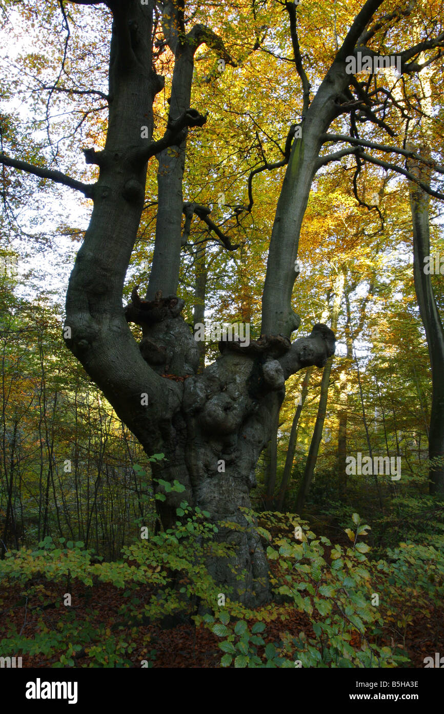 Ancient pollarded Beech Tree Fagus sylvatica in Autumn Taken October ...