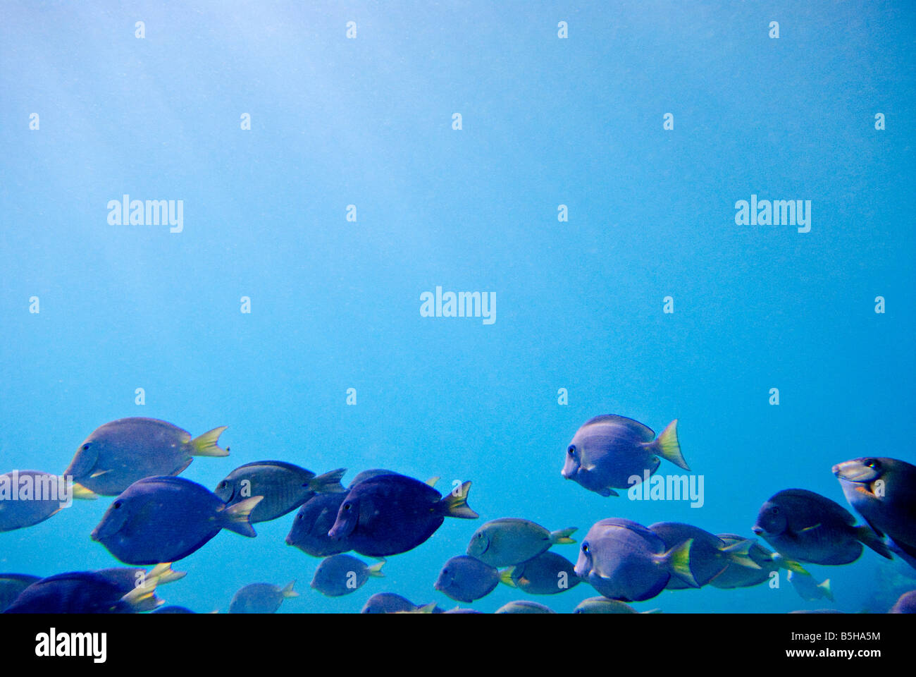 Virgin islands national park animals hi-res stock photography and ...