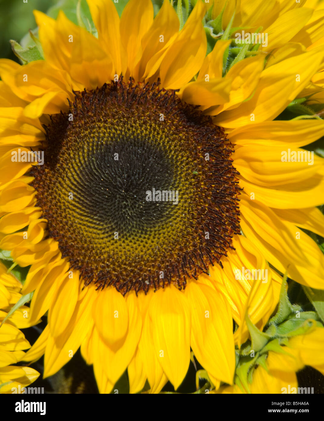 Oregon sunflower hi-res stock photography and images - Alamy