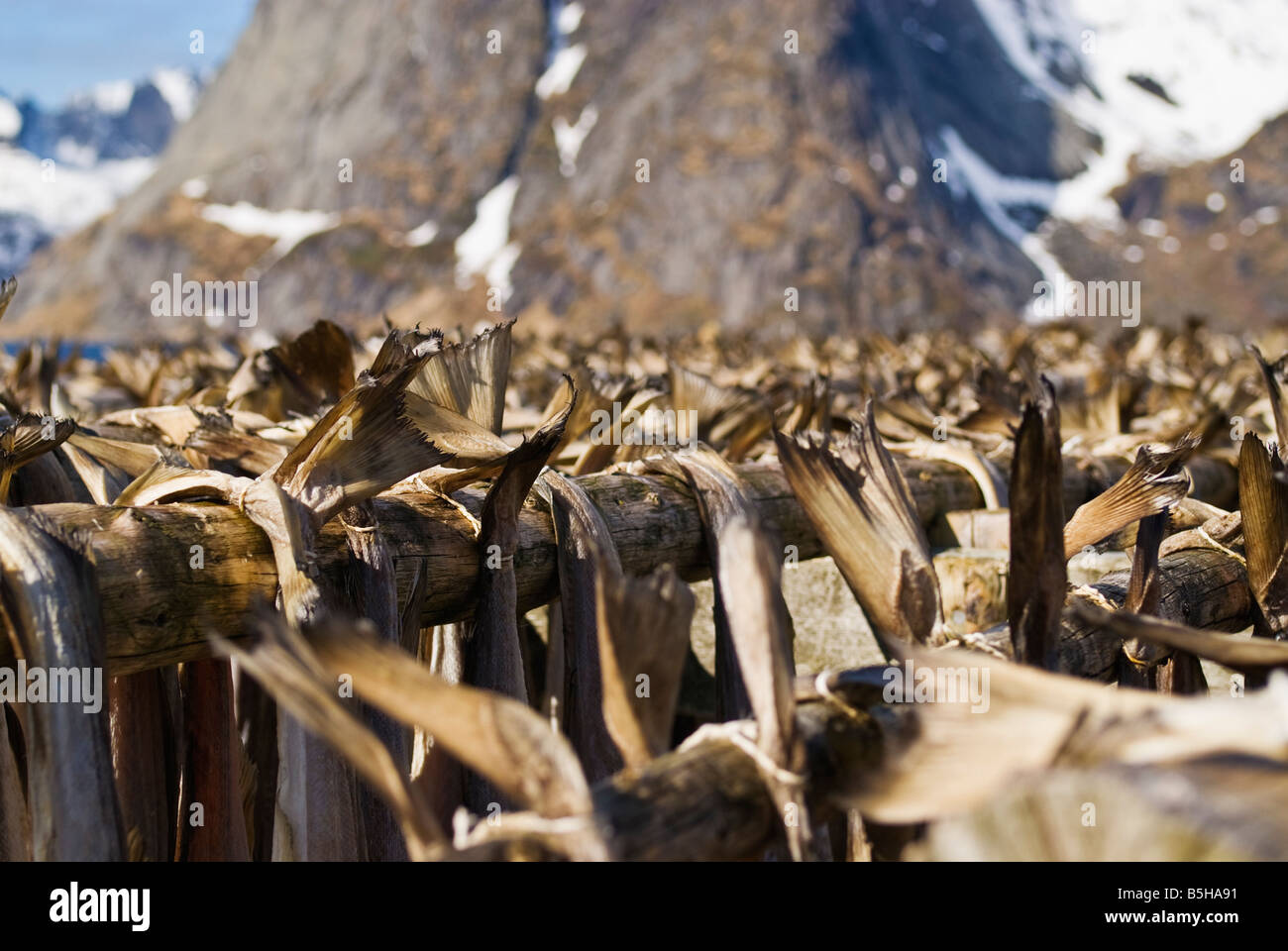 Wooden fish drying rack in fjord hi-res stock photography and images ...