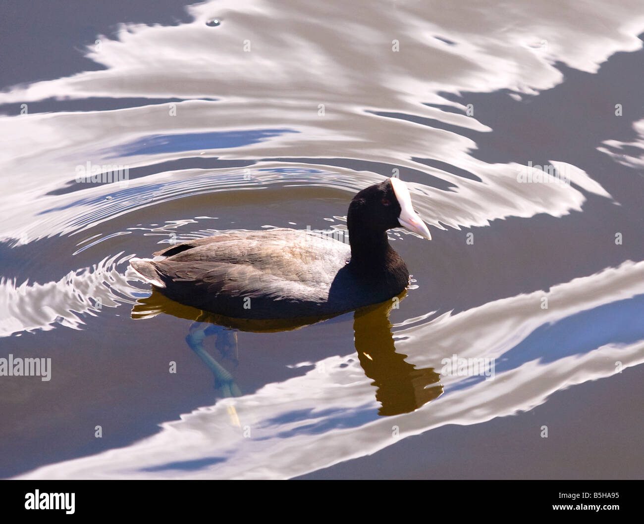Hawaiian coot hi-res stock photography and images - Alamy