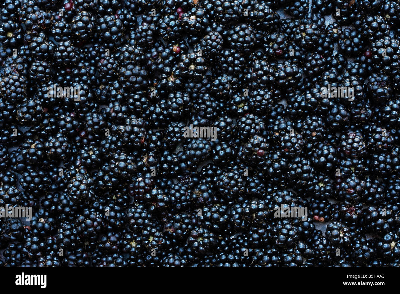 Blackberries, grouping, agriculture, hand-picked, forage, berry ...