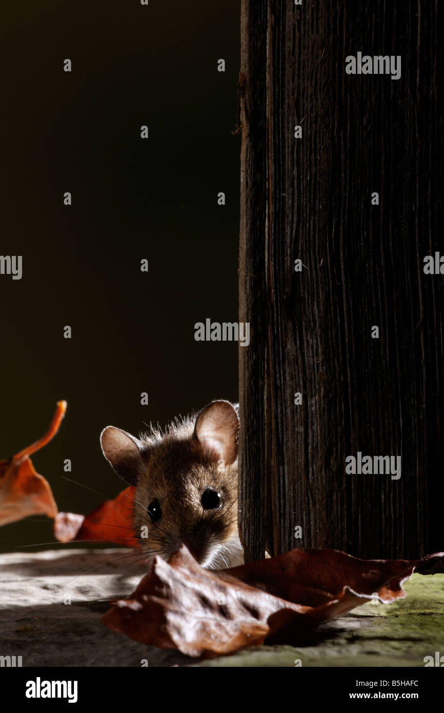 Yellow door mouse hi-res stock photography and images - Alamy