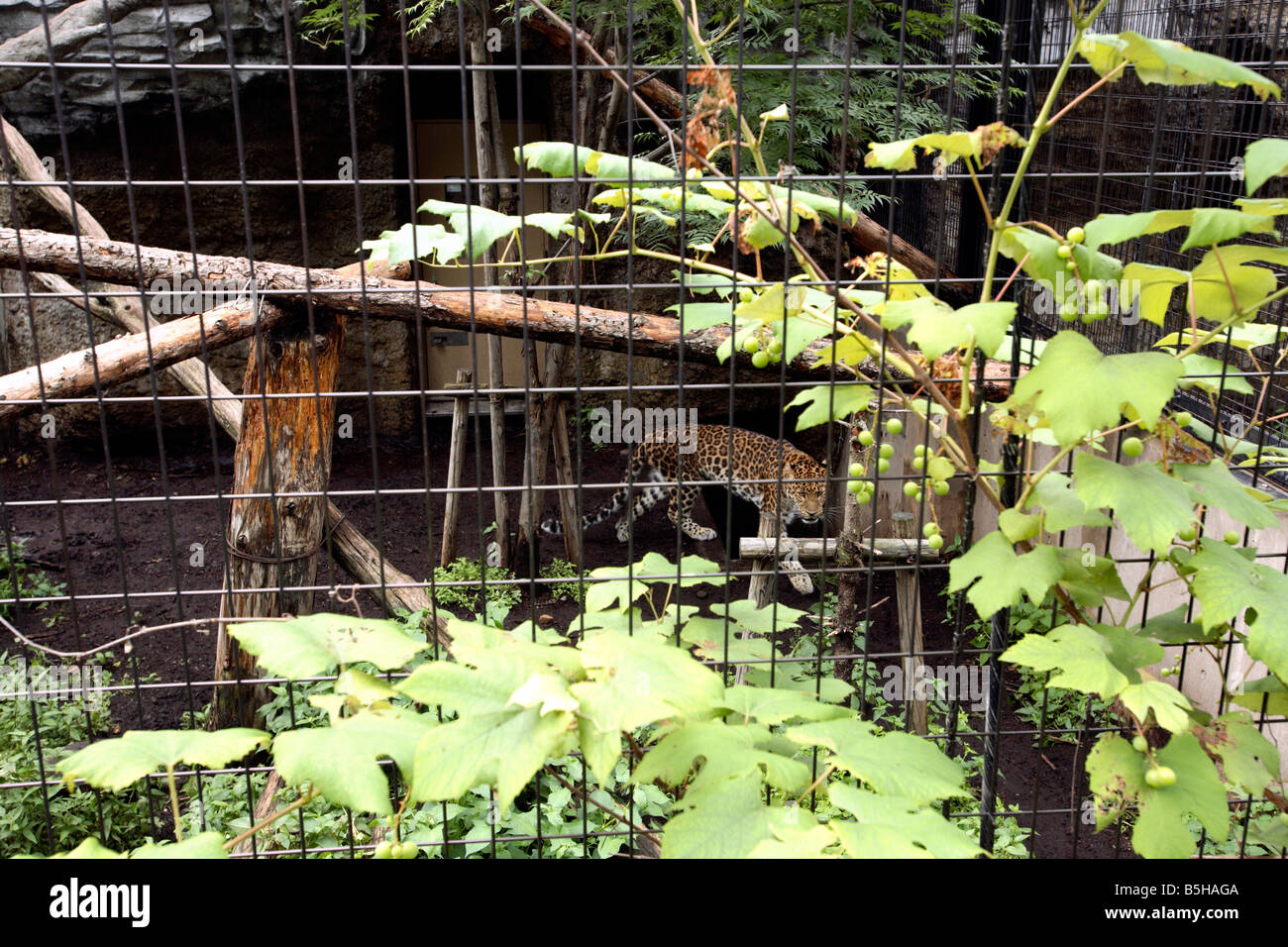 Leopard in Asahiyama Zoo Hokkaido Japan Stock Photo - Alamy