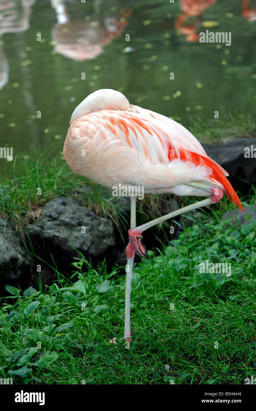 Flamingo in Asahiyama Zoo Hokkaido Japan Stock Photo - Alamy