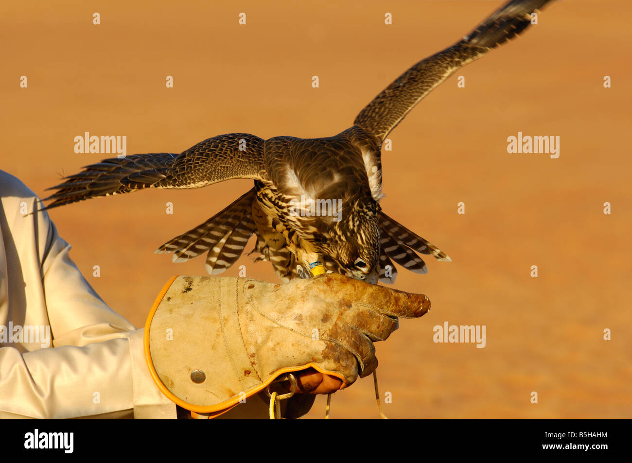 Hunting falcon eats from the hand of a falconer Dubai United Arab ...