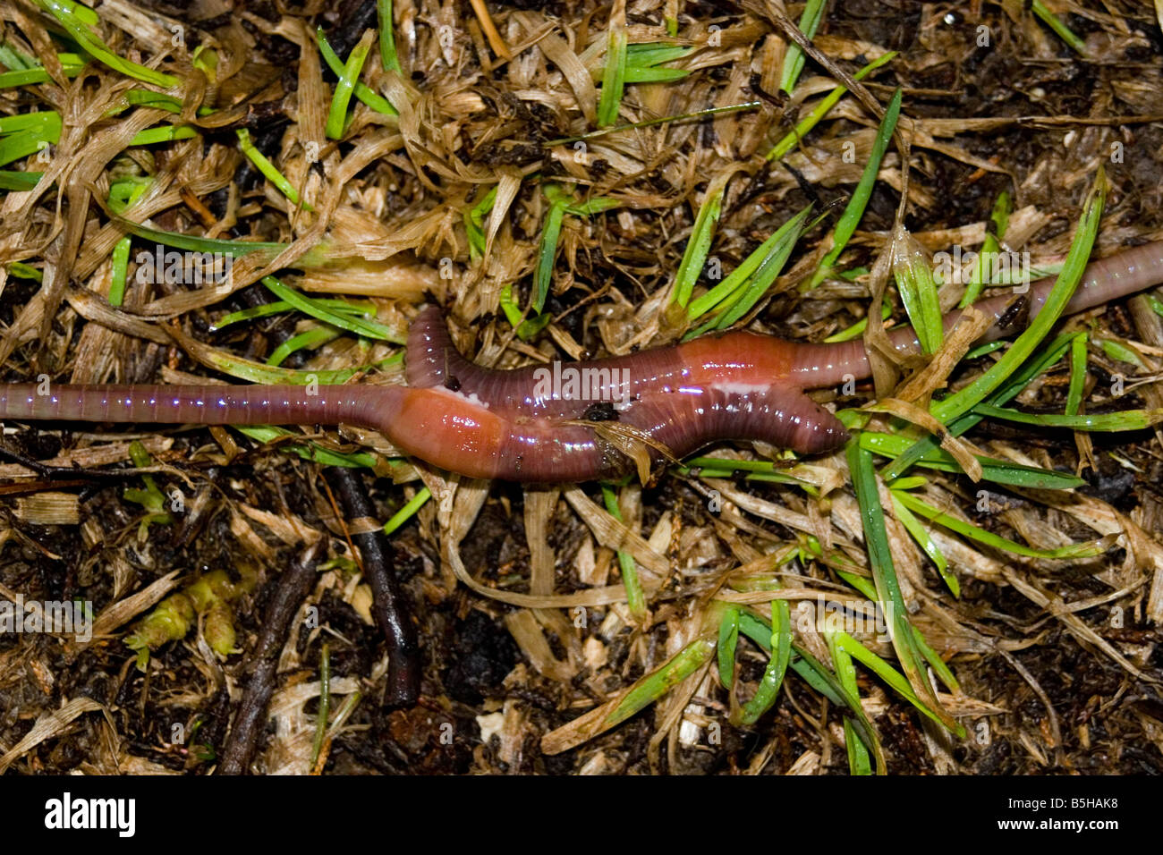 Earthworms mating copulating reproducing hermaphrodites Oligochaeta ...