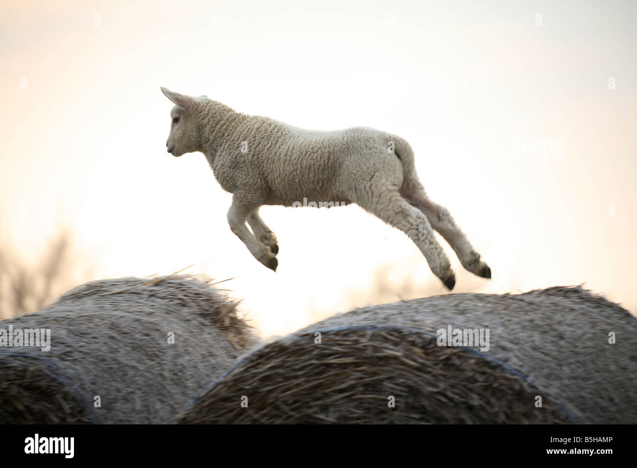 A SPRING LAMB LEAPING ACROSS HAY BALES AT SUNSET IN STEEPLE BUMPSTEAD ...