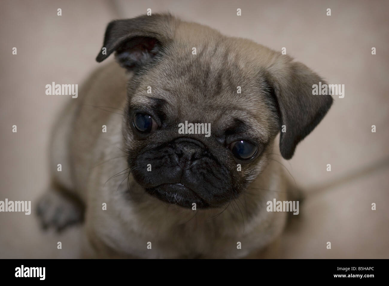 Pug puppy waiting to be fed Stock Photo - Alamy